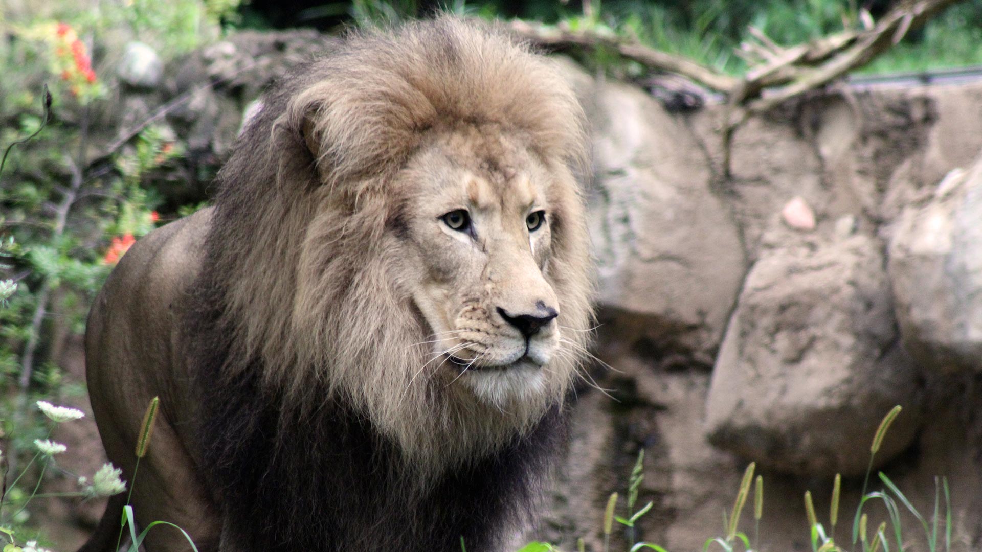 Rock Perks Spotlight: John Ball Zoo | Rockford Construction